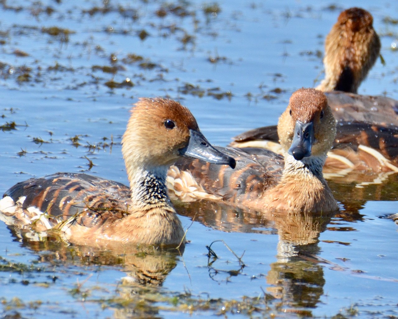 Conservation | Orange Audubon Society