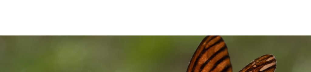 Photo Contest | Orange Audubon Society