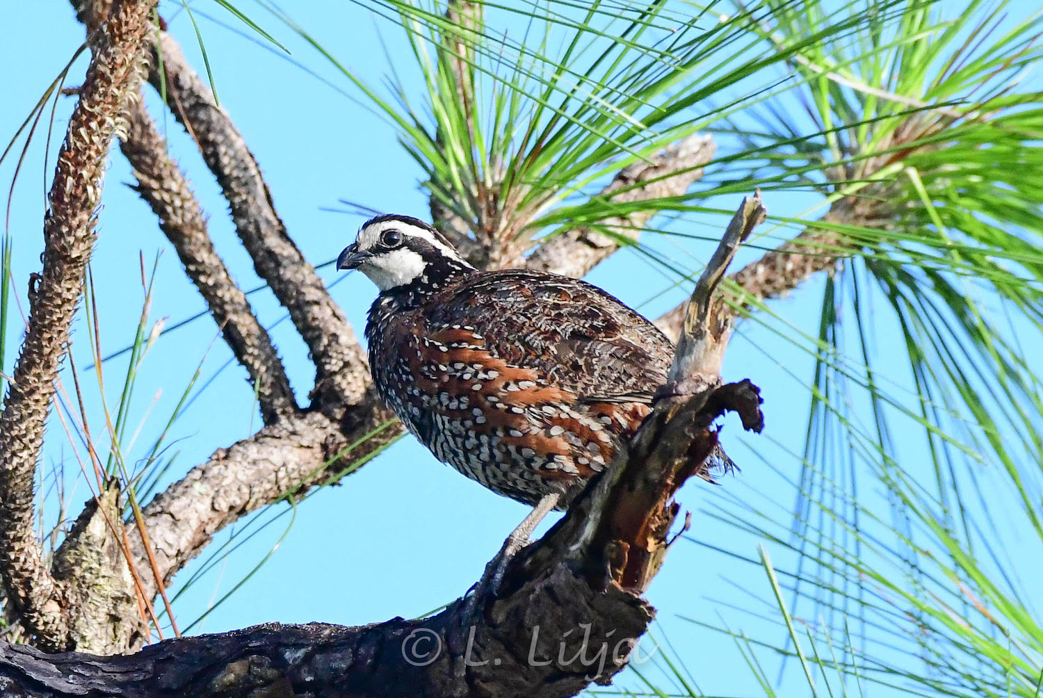 Birding | Orange Audubon Society